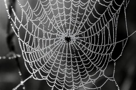 textured spider web intricate symmetrical patterns glistening with dew