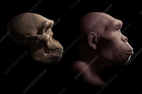 Homo Habilis With Skull Illustration Stock Image C025 5637