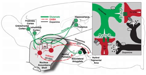 Mesocorticolimbic Circuits Impacted By Glutamate Dopamine Interactions Download Scientific Diagram