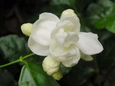 茉莉纯露（小花茉莉） 知乎