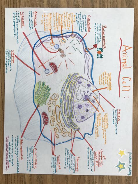 Cytoskeleton Drawing
