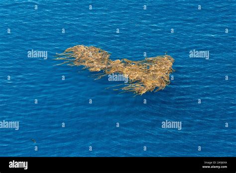 Aerial View Of Drift Kelp Kelp Paddy Floating Patch Of Giant Kelp Macrocystis Pyrifera Near