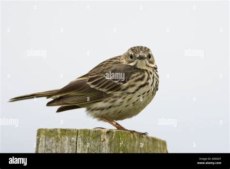 Meadow Pipit Anthus Pratensis Adult Perched On A Fence Post Seahouses Northumberland England