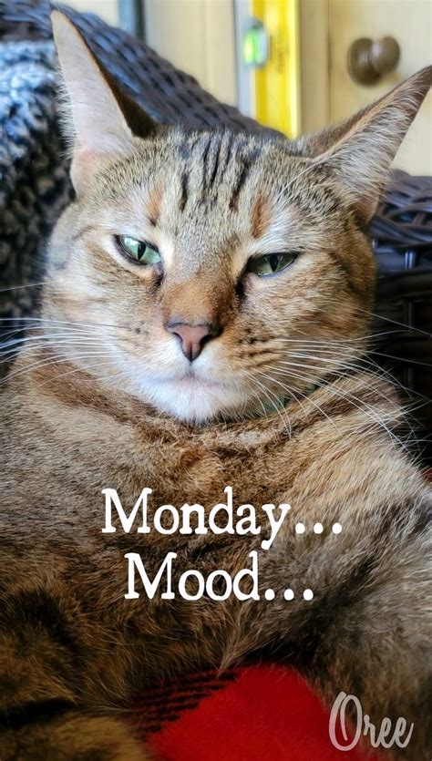 Monday Mood Cute Cat For A Good Morning