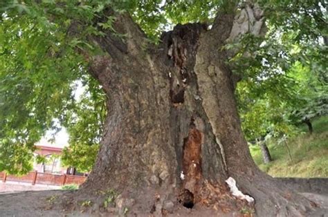კახეთი ლეგენდარული ერეკლე მეორის სასახლის საიდუმლოებები და არამარტო კახეთი 0 Gel