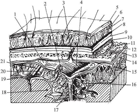 1 1 1 头皮的解剖 王忠诚神经外科学