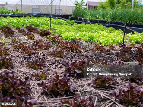 레드 오크 그린 오크 샐러드 식물은 자연을 배경으로 농장에 있다 농업 농업의 개념 0명에 대한 스톡 사진 및 기타 이미지 0