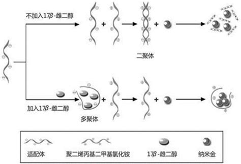Method For Detecting 17beta Estradiol By Employing Colorimetric Method Based On Nucleic Acid