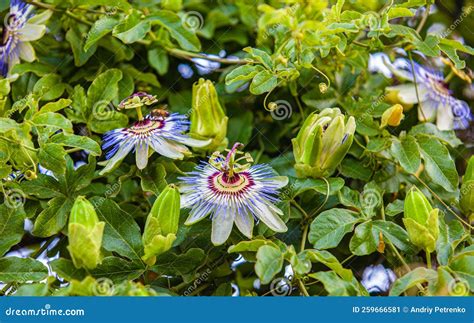 Passiflora Caerulea Clear Sky In Park Stock Image Image Of Bright Passifloraceae 259666581