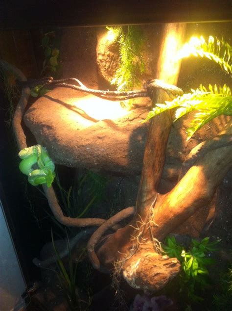 Green Tree Python In Hp Customs Reptile Enclosures