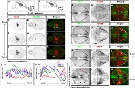 Patterns Of Expression Of Netrin 1 Receptors In The Mouse Dorsal