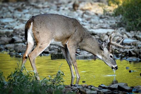 Male Buck Deer Drinking From A Stream In Nw Ohio Just Before The Rut