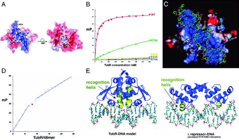 Tubr Dna Binding A Electrostatic Surface Potential Of The Tubr