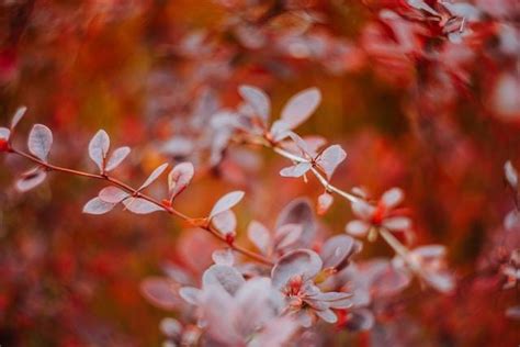 mastering bokeh in photography prograde digital