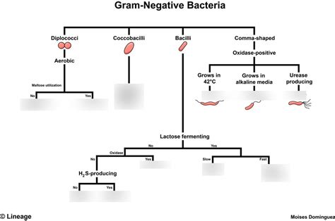 Gram Negative Bacteria Diagram Quizlet