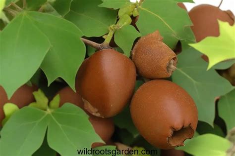 A Comprehensive Guide To Identifying Acorn