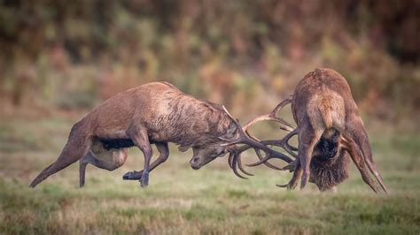 Autumn Deer Rut Holding Ground
