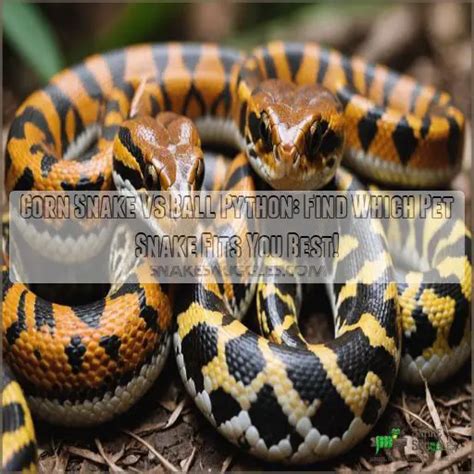 Corn Snake Vs Ball Python: Find Which Pet Snake Fits You Best!