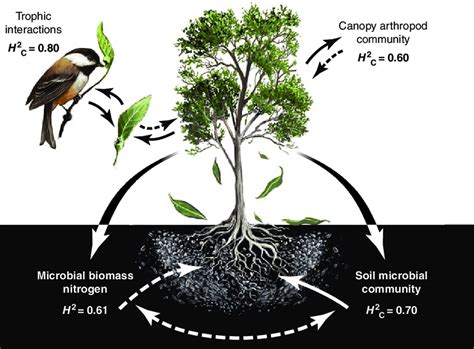 Community And Ecosystem Phenotypes Of Individual Tree Genotypes Of