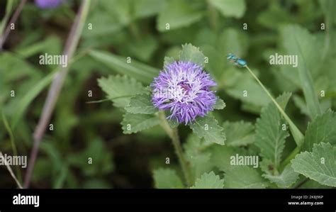 Closeup Of Beautiful Flowers Of Centratherum Punctatum Also Known As