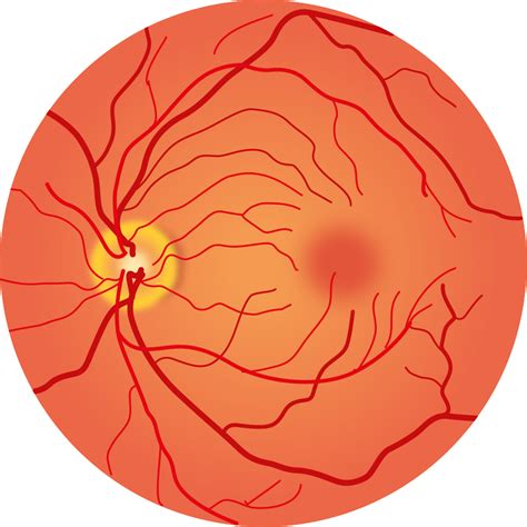Slagter Drawing Anatomy Of The Fundus Of The Eye No Labels