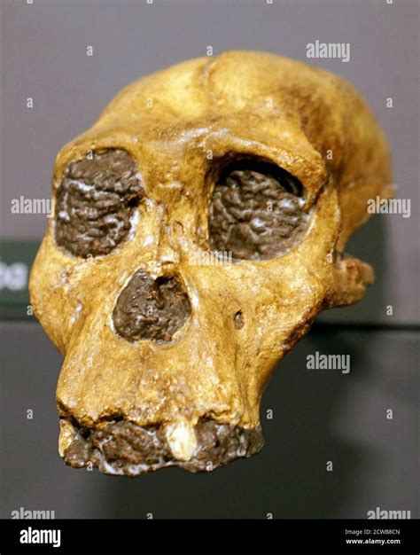 Australopithecus Sediba Skull Australopithecus Sediba