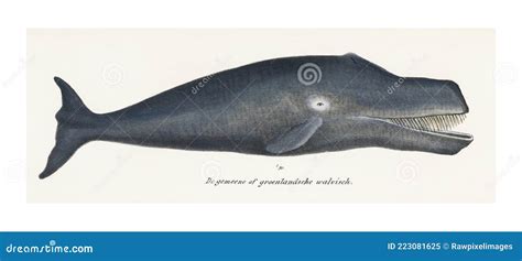 Bowhead Whale Vintage Illustration Wall Art Print And Poster Design