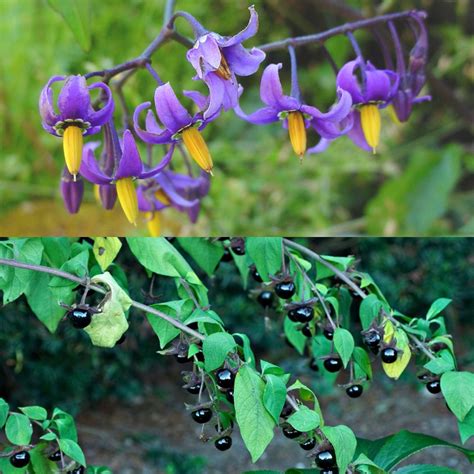 Deadly Nightshade Nightshade Plant Nightshade Flower Flowers
