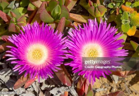 Sour Fig Plant Photos And Premium High Res Pictures Getty Images