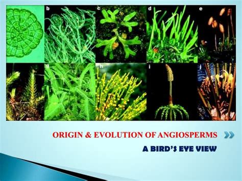 Synergids And Its Functions Reproductive Biology Of Angiosperms Pptx