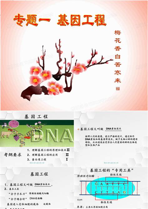 基因工程与蛋白质工程PPT模板下载 编号qzexwebd 熊猫办公