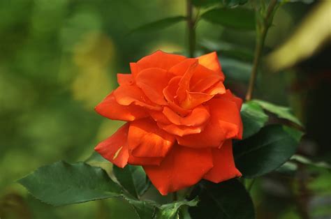 오렌지 장미 꽃 정원 Pixabay의 무료 사진 Pixabay