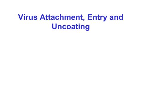 Virus Binding And Entry