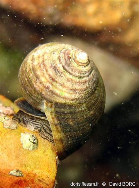 Littorina Littorea Doris