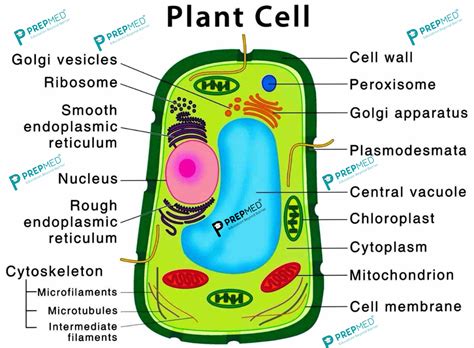 Score High Essential Class 11 Botany Diagrams For Neet 2025