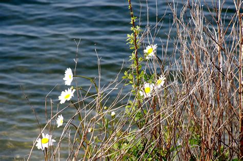 데이지 물 갈대 Pixabay의 무료 사진