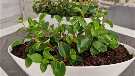 Пеперомия Комнатные растения для начинающих цветоводов Youtube