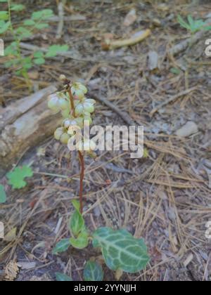 White Veined Wintergreen Pyrola Picta Also Known As Whitevein