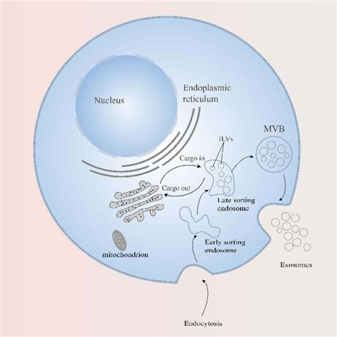 The Formation And Release Of Immune Cell Derived Exosomes And Its Contents Download