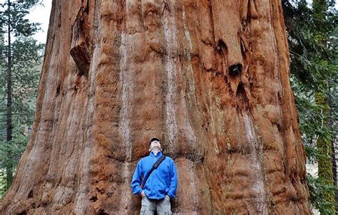 The Rolex Tree Watchuseek Watch Forums