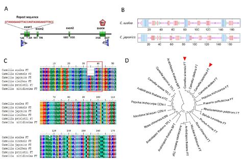 Figure 1 From Function Of Ft In Flowering Induction In Two Camellia Species Semantic Scholar