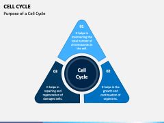 Cell Cycle PowerPoint And Google Slides Template PPT Slides