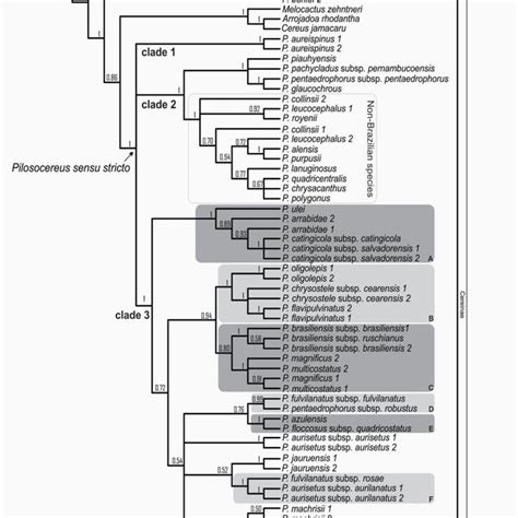 Strict Consensus Tree From Maximum Parsimony Analyses Of The Combined