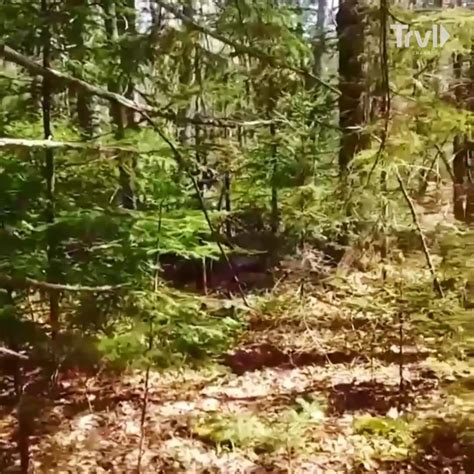 Stay Out Of The Forest 👀🌲 Catch Two Hours Of Paranormal Caught On