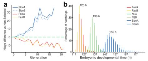 A Single Genomic Deletion Speeds Up Development In Beetles But Makes