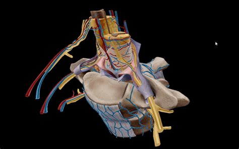 Spine Time A Guide To Spinal Anatomy