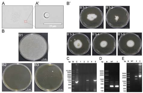 Ecdysteroid Udp Glucosyltransferase Expression In Beauveria Bassiana Increases Its Pathogenicity