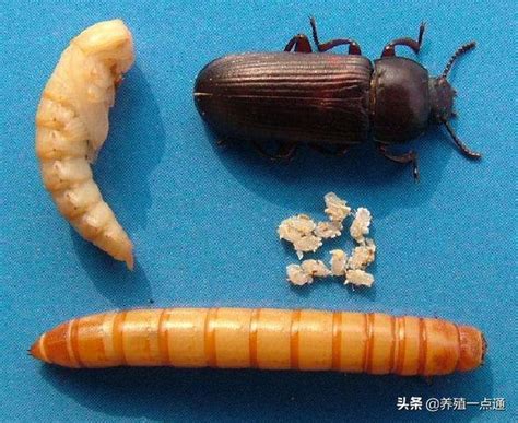 黄粉虫生长发育四阶段，分阶段饲养管理要点 每日头条