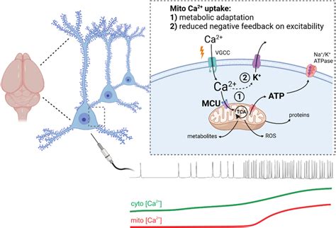 A Functional Model For Mitochondrial Ca²⁺ Uptake During Shifts To