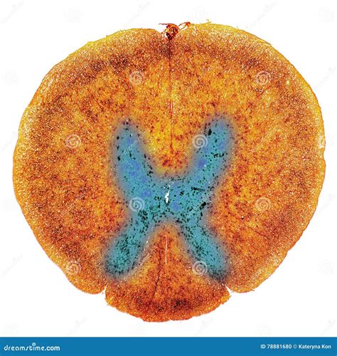 Spinal Cord Cross Section Royalty Free Stock Image CartoonDealer Com 78881680